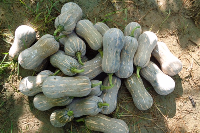 F1 Hybrid Pumpkin Super Goldstar 999