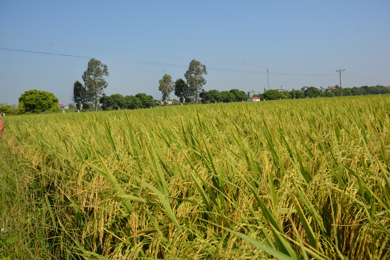 Giống lúa thuần năng suất chất lượng Hương Châu 6 - Vinaseed